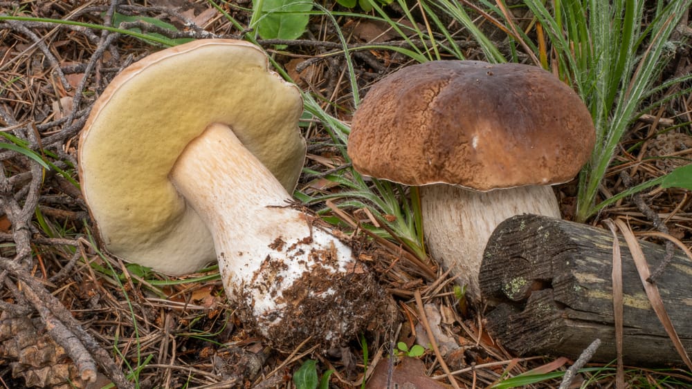 Il porcino comune: Boletus edulis