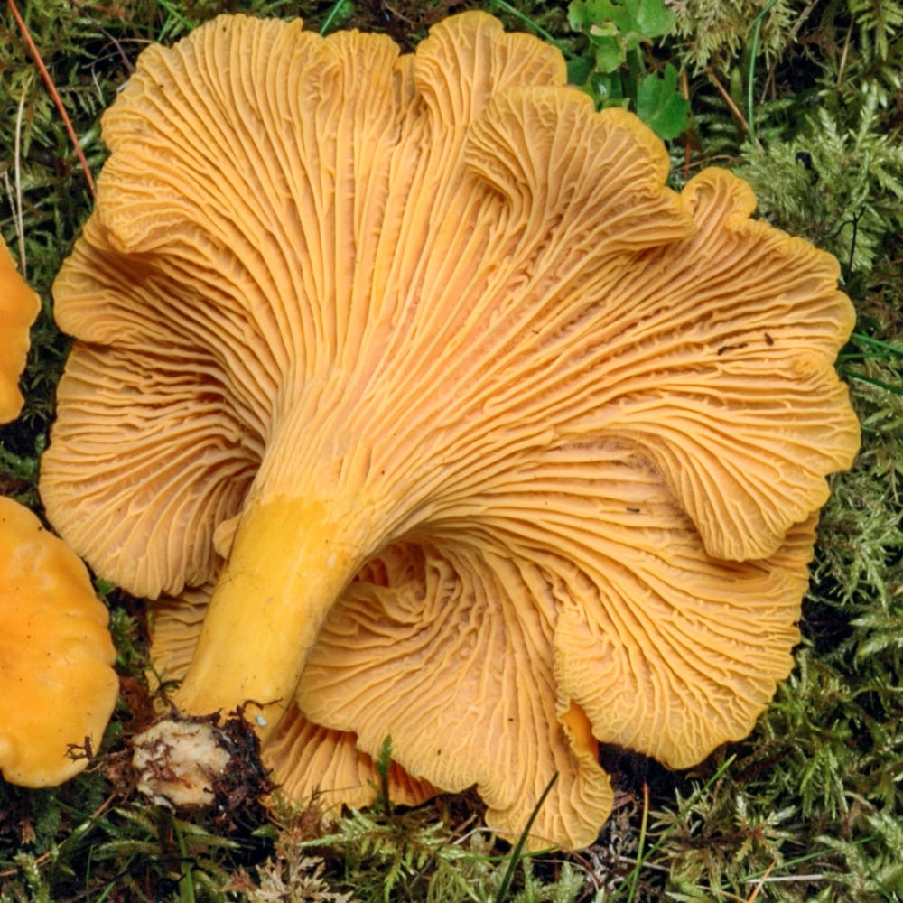 Cantharellus cibarius: il fungo più amato d’Europa