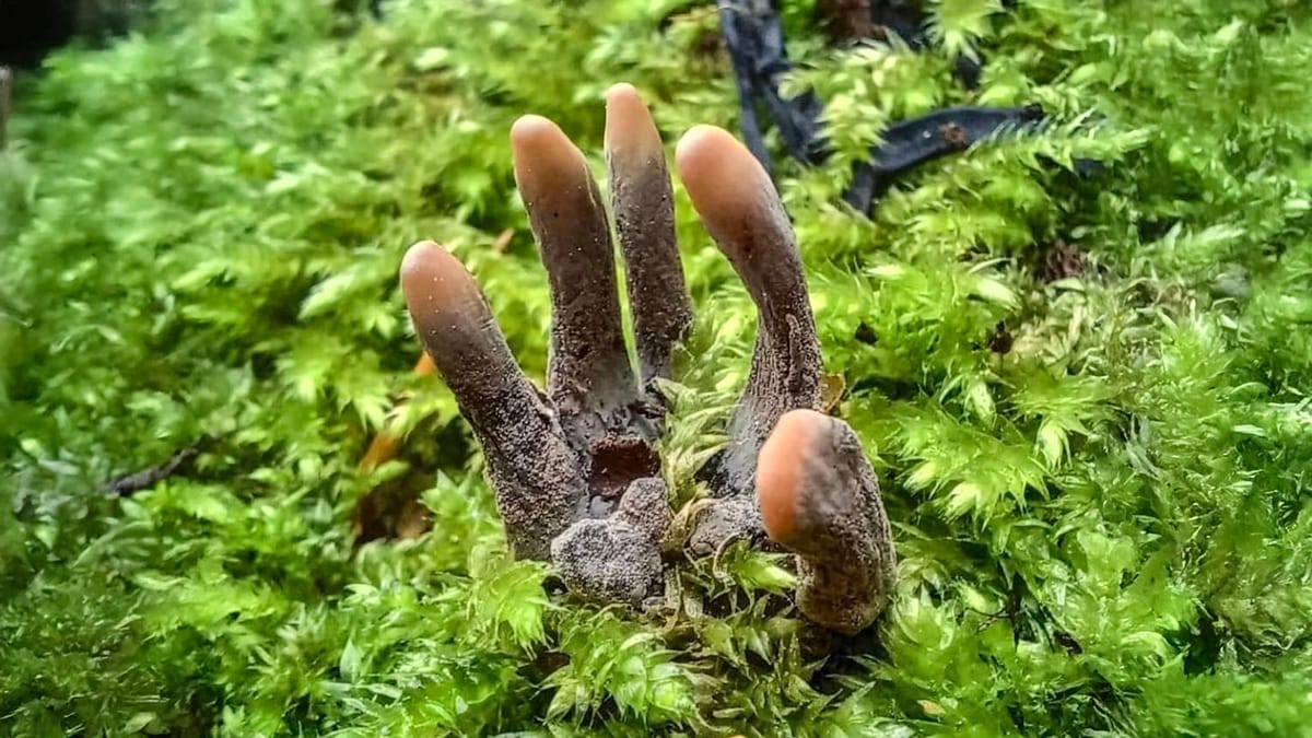 I funghi di Halloween: tra scienza e suggestione