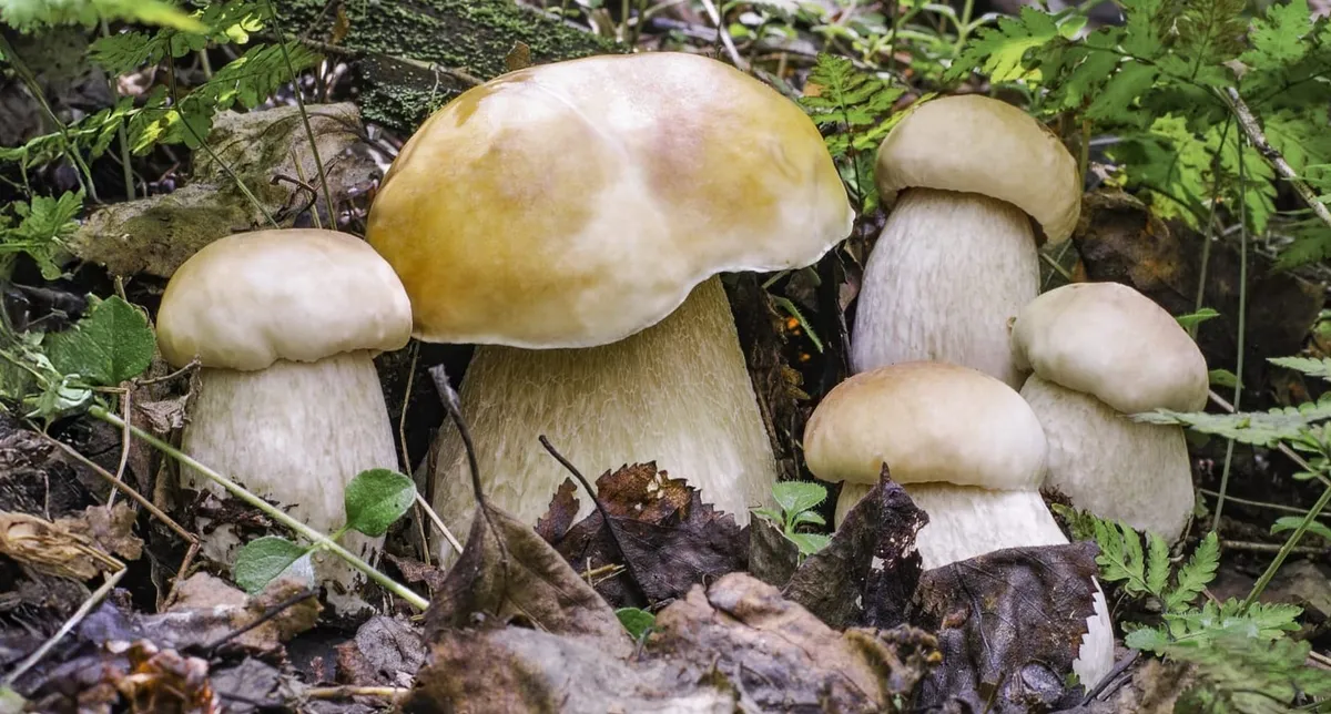 Il bollettino Funghi di 3B Meteo