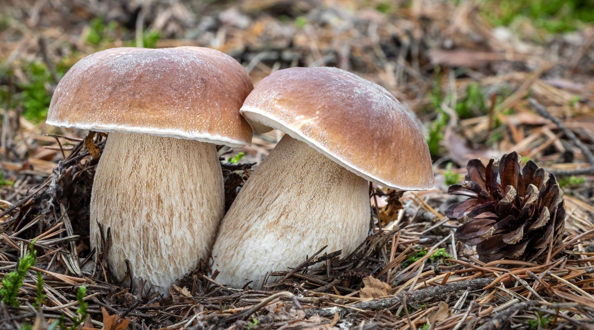 Il bollettino Funghi di 3B Meteo