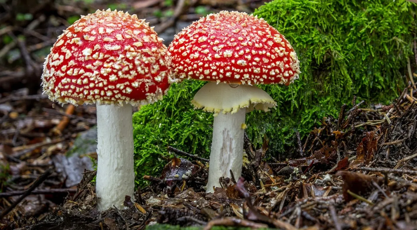 Il bollettino Funghi di 3B Meteo