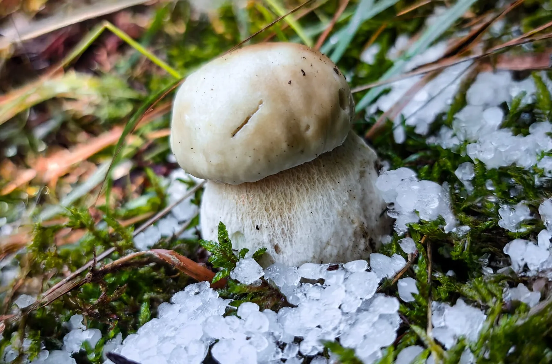 Passione Funghi - Il portale 3BMeteo dedicato ai Funghi