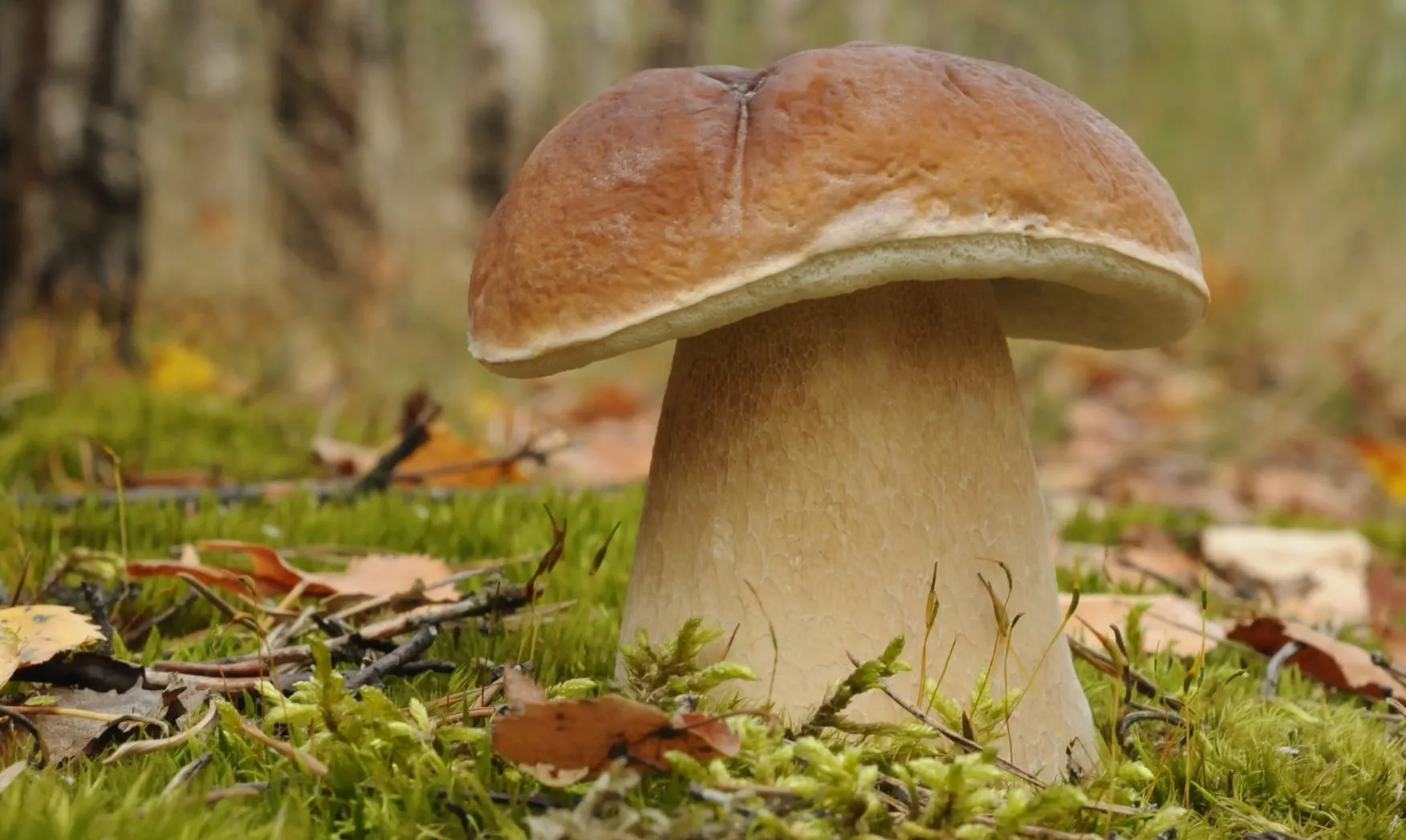 Il bollettino Funghi di 3B Meteo