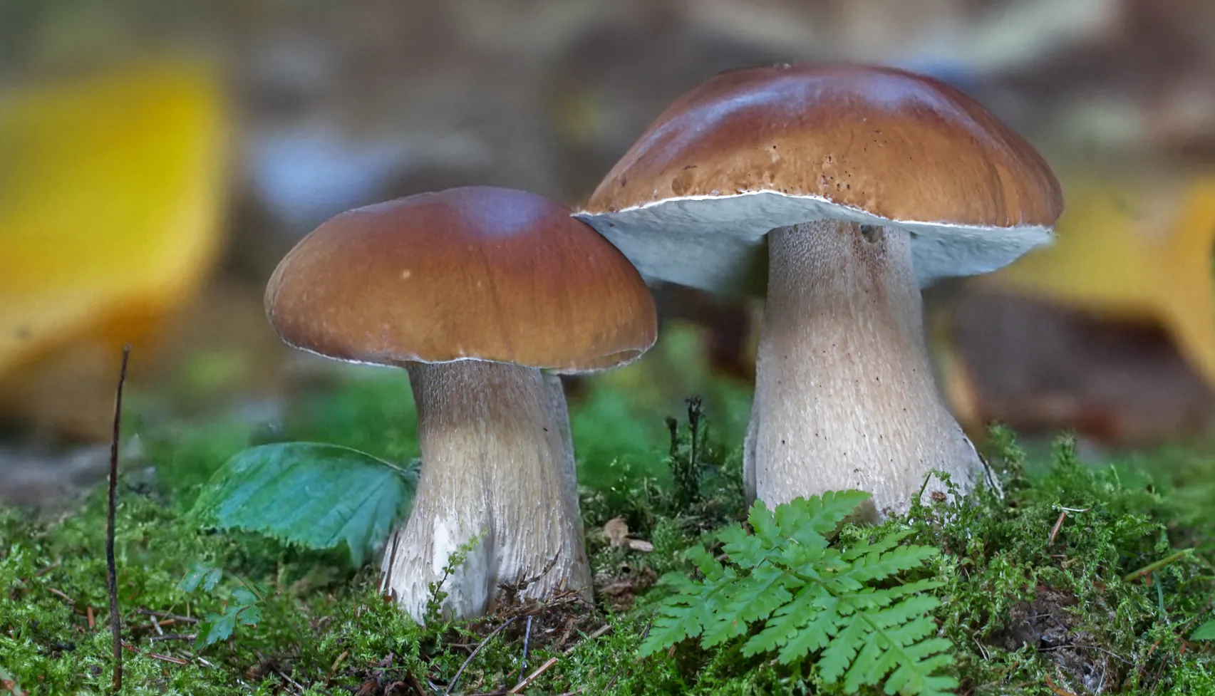 Il tempo dei funghi porcini: tre domande per leggere il bosco