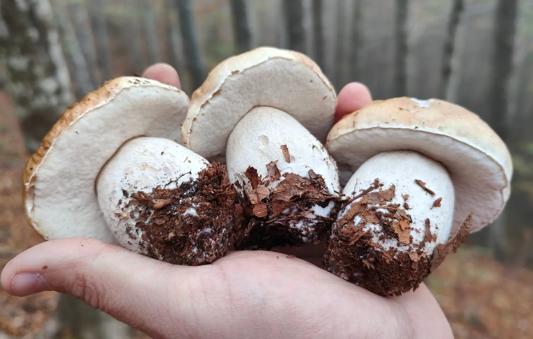 Il bollettino Funghi di 3B Meteo